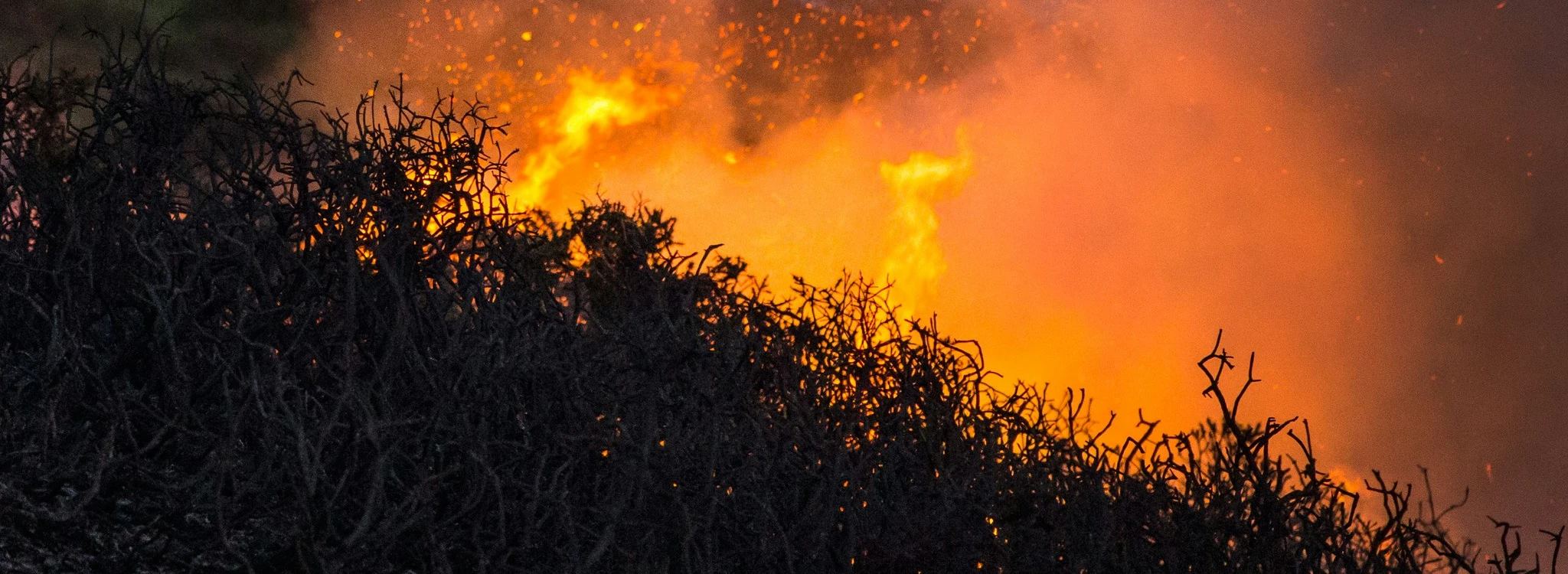 Exodus 3–4: Moses’s Five Objections to God’s Call | VerseNotes